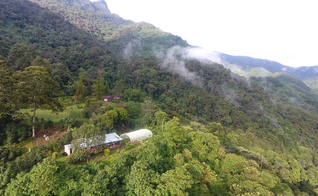 Divino Coffee: A Taste of Colombia’s Sierra Nevada